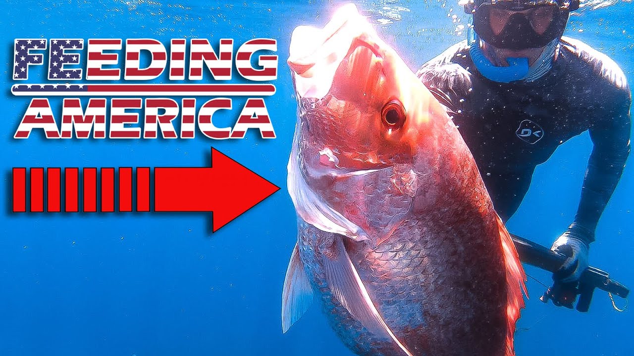 Commercial Fishing for Snapper - FEEDING AMERICA - YouTube