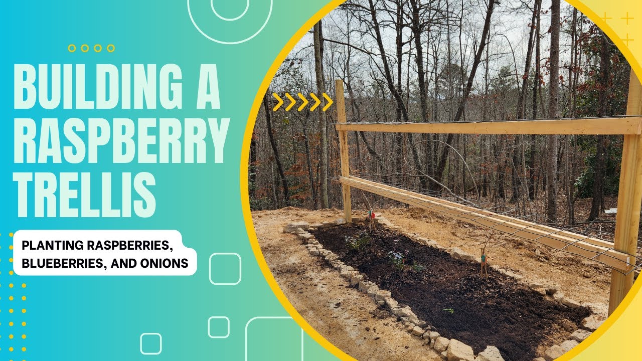 Building Our Raspberry Trellis and Planting Raspberries, Blueberries, and Onions - YouTube