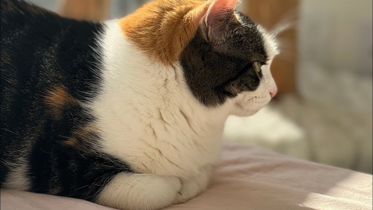 Life with cats is a quiet life. No crying, no barking, no screaming ...