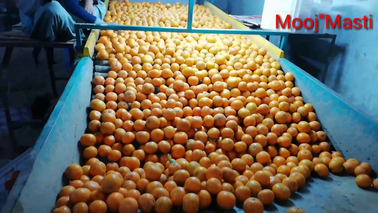 Washing,Waxing,Processing Kinnow - YouTube