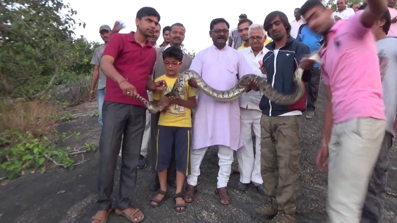 Python Attacks Man Trying to Take a Selfie - YouTube