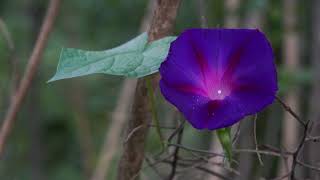 Mt. Rose Green Space - Spring Garden Township