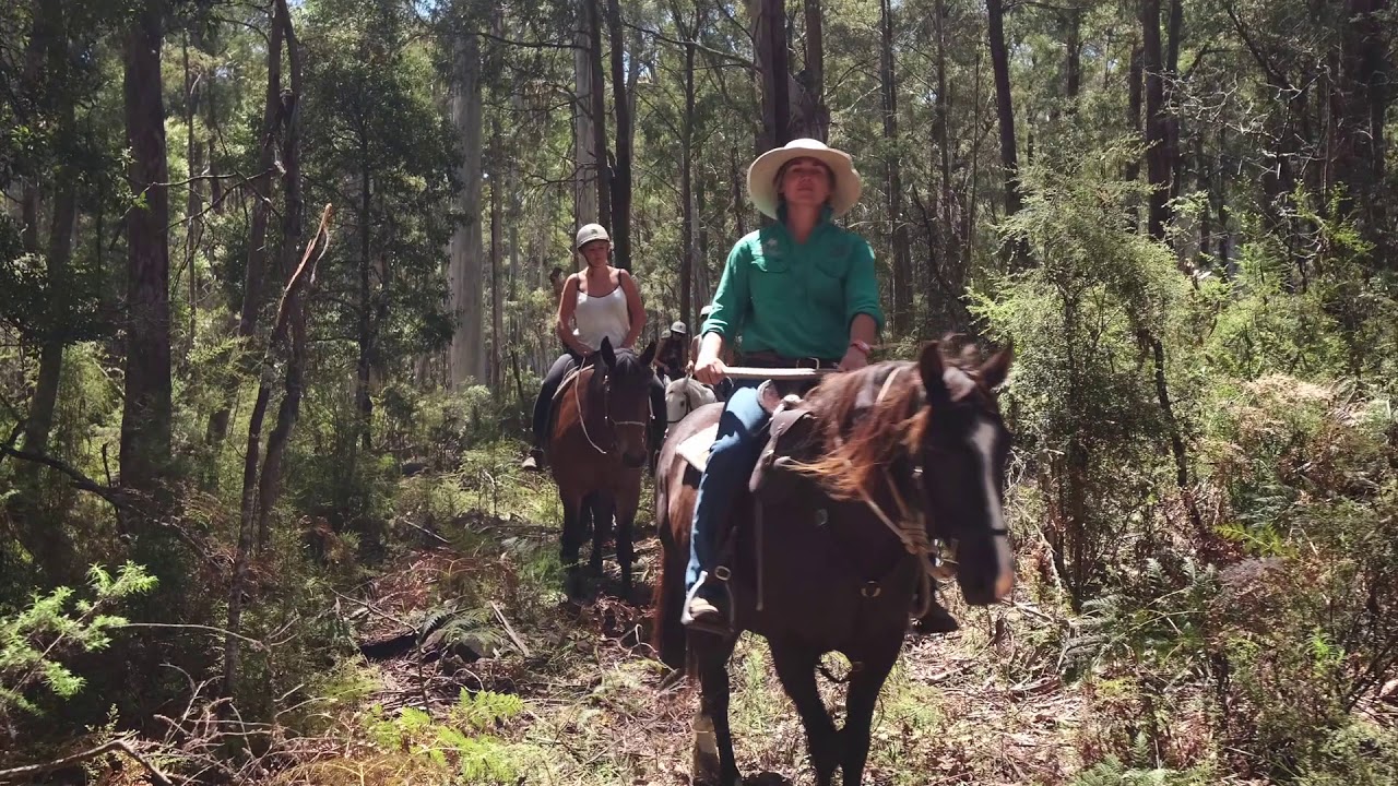 Hidden Trails By Horseback in Mansfield VIC by Grasshopper Travel - YouTube