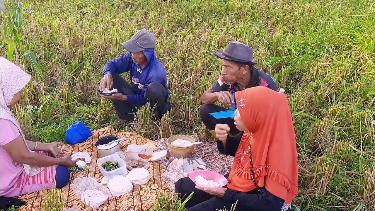 NIKMAT NYAH MAKAN DI TENGAH SAWAH - YouTube