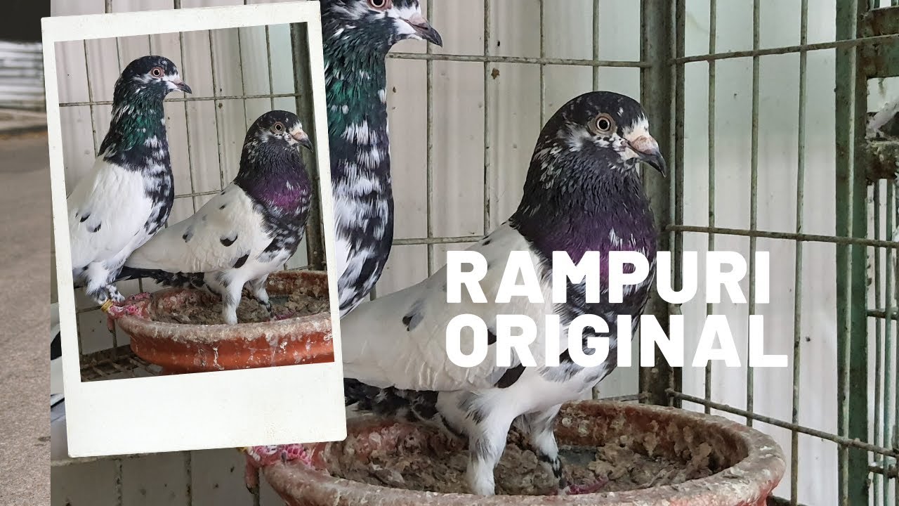 Most Beautiful Unique Exotic rampuri kobutor original | সবচেয়ে সুন্দর ...