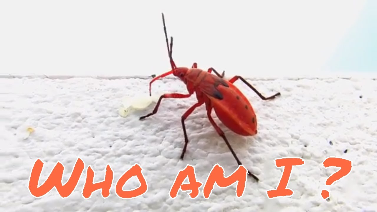 The Unbelievable Red Bugs Of Thailand - YouTube