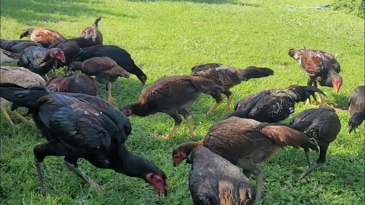 MUS PUB TUS HLUB COV ME NYUAM QAIB THAIB QAIB EJ 8/23/2023 - YouTube