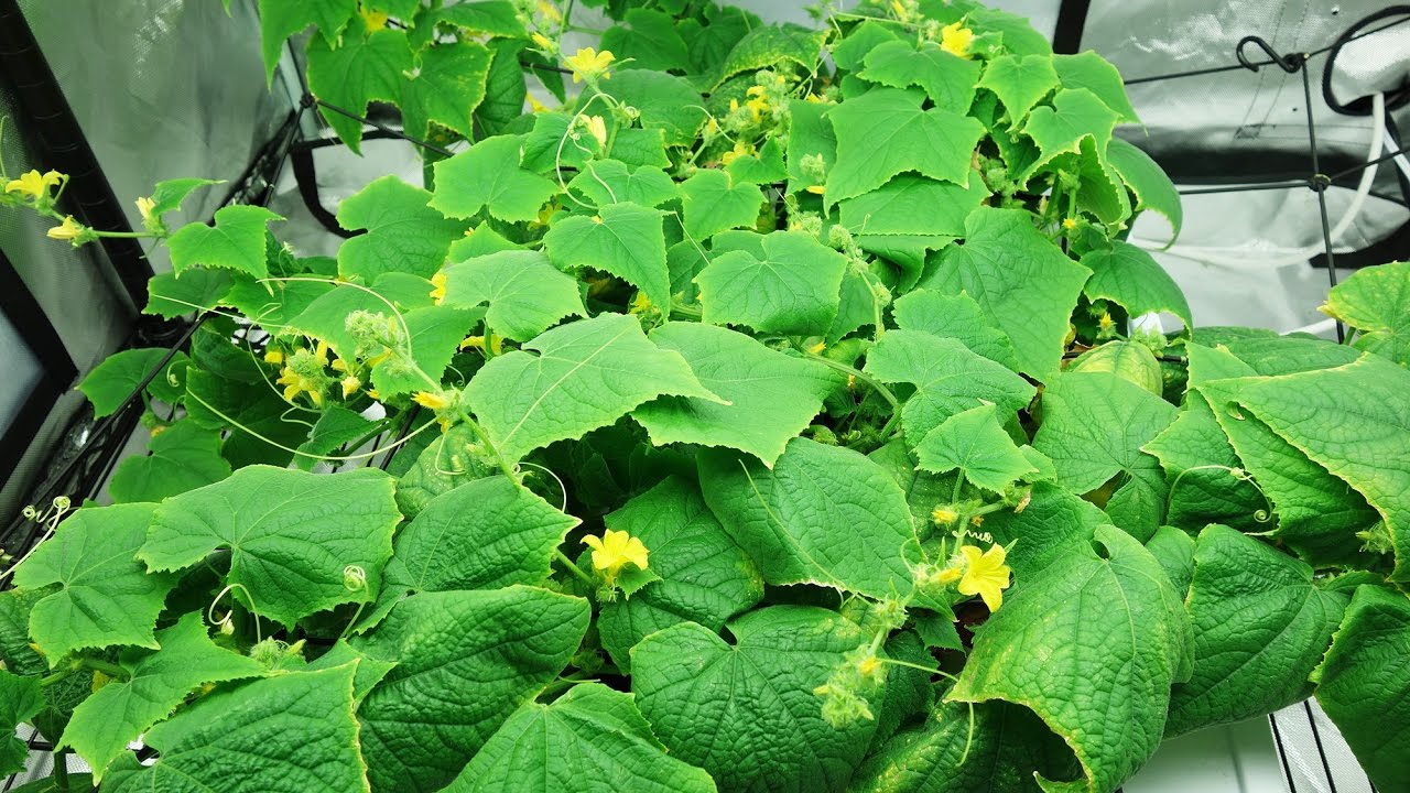 Hydroponic Cucumbers WHERE ARE THE FEMALES? - YouTube