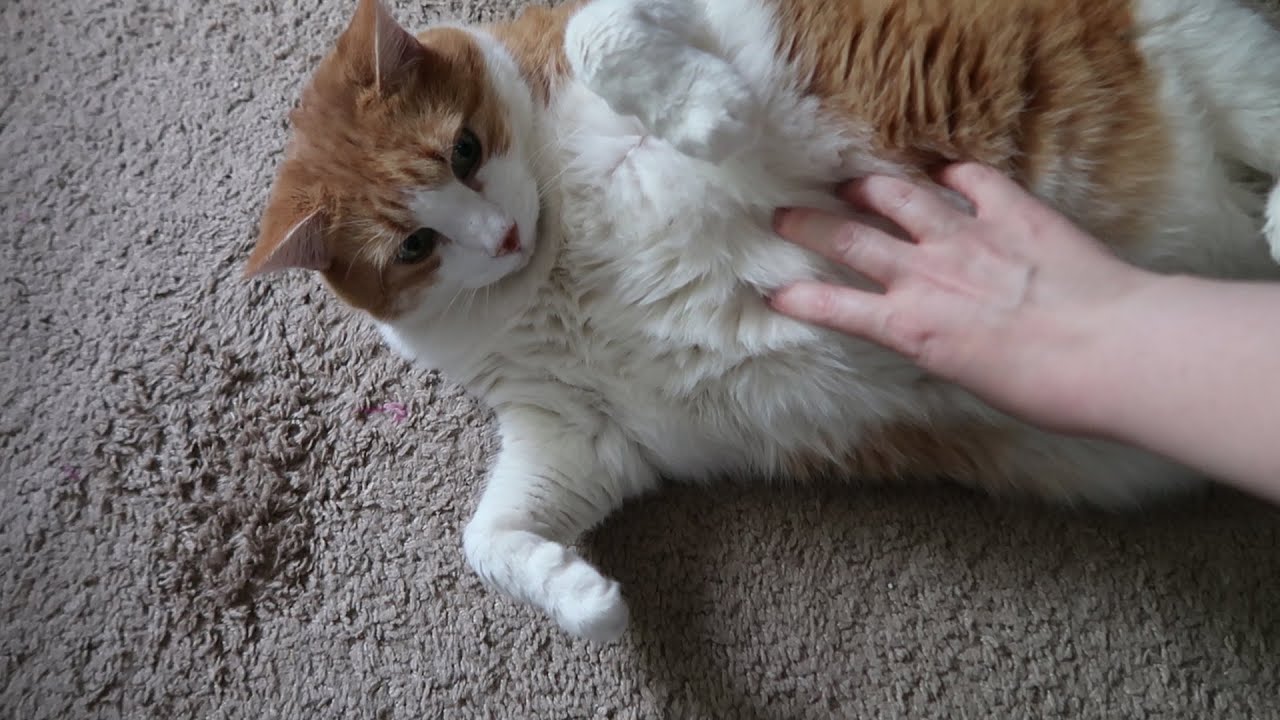 A Quick Cat Belly Trap - YouTube