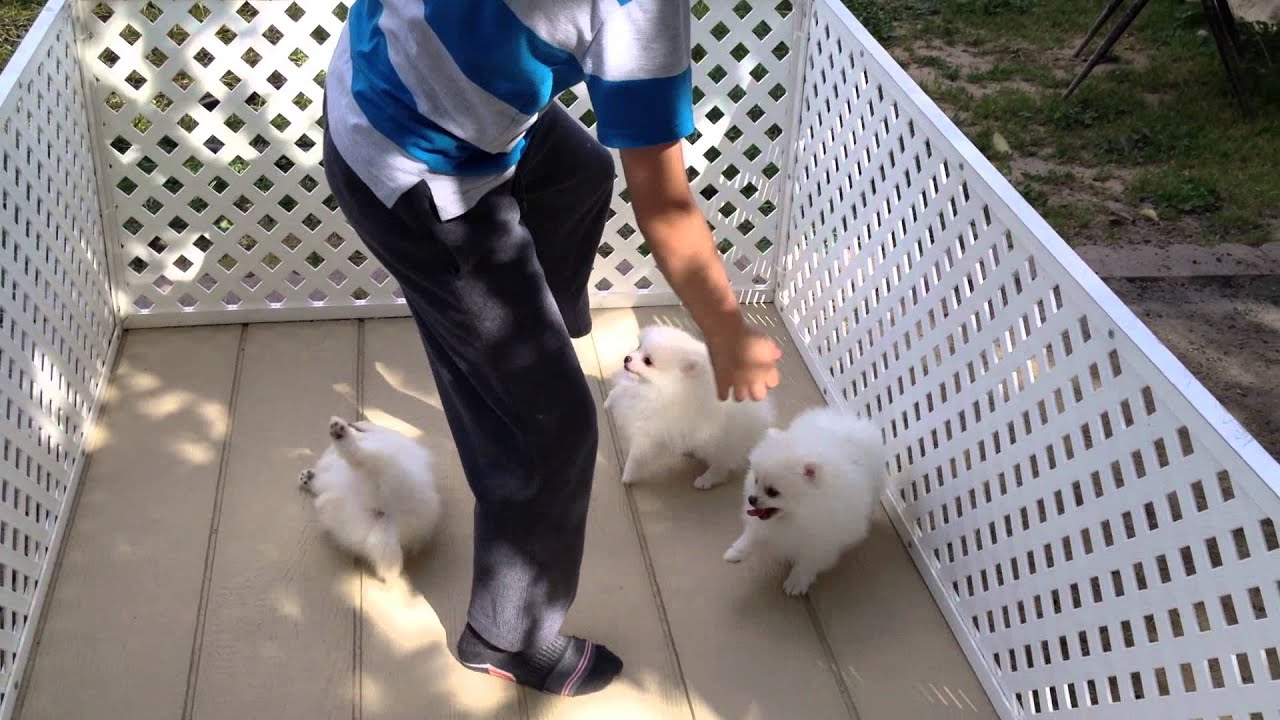 White Pomeranian puppies playing part 1 - YouTube