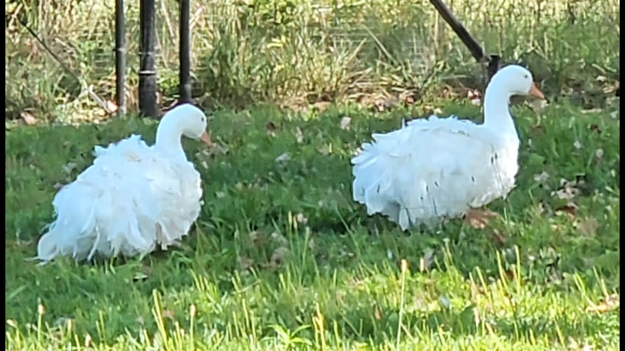 Ducks, Geese, and a Molting Turkey! - YouTube