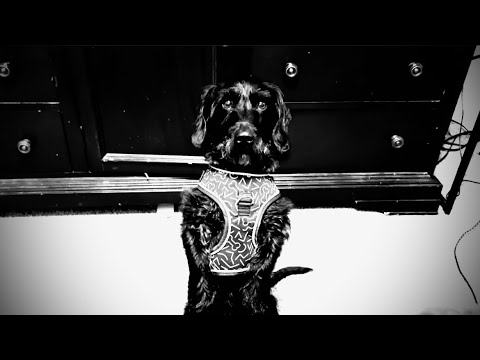 THE DOG’S NOT REAL. - YouTube