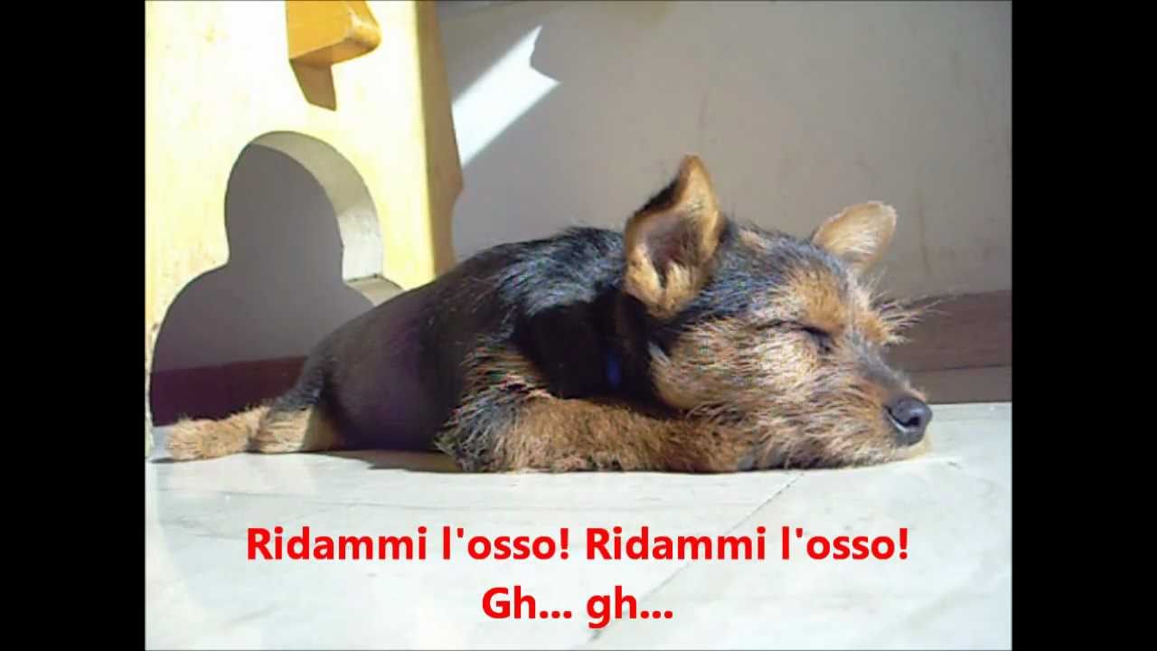 Pulce e le sue manie di grandezza - YouTube