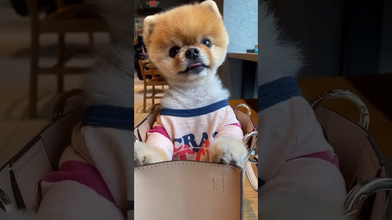 jiffpom 191 jiffpom💗@jiffpom Official TikTok - YouTube