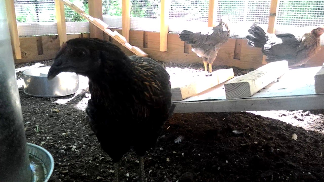 10 WEEK OLD CHICKENS - YouTube