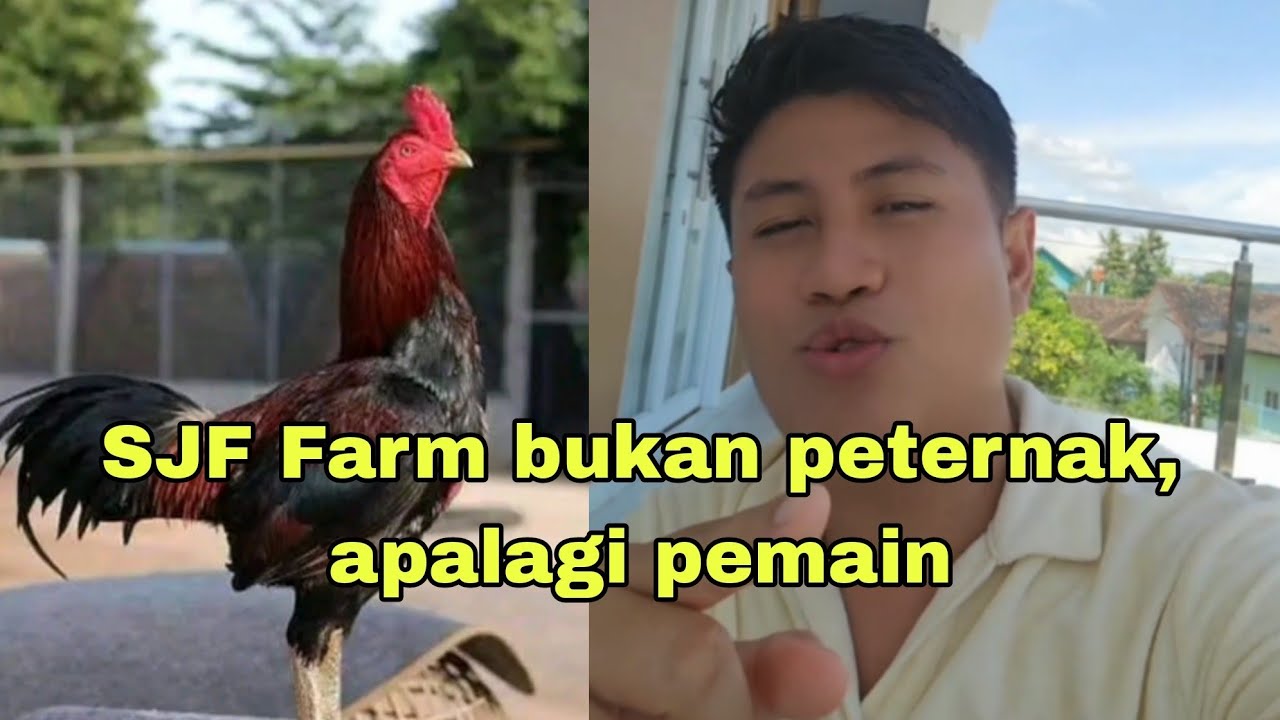 SJF Farm peternak bukan, apalagi pemain, tapi hanya pembisnis - YouTube