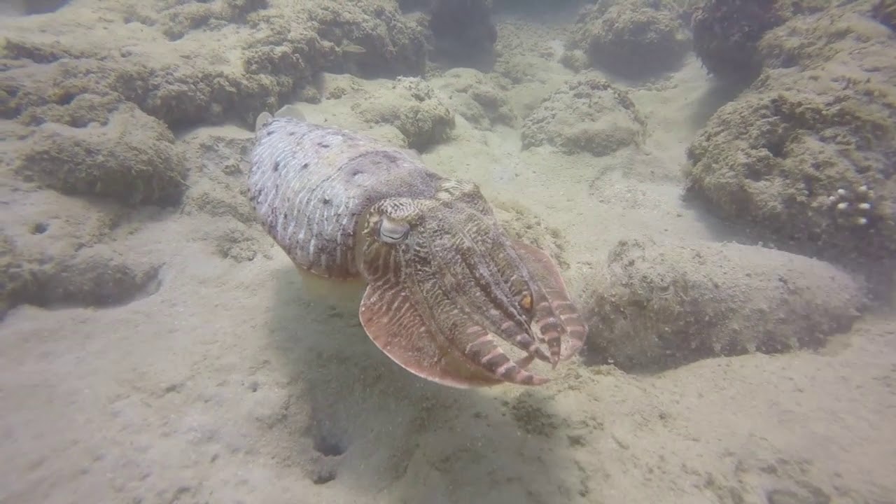 Cuttlefish INK me and Color Change! (HD) - YouTube