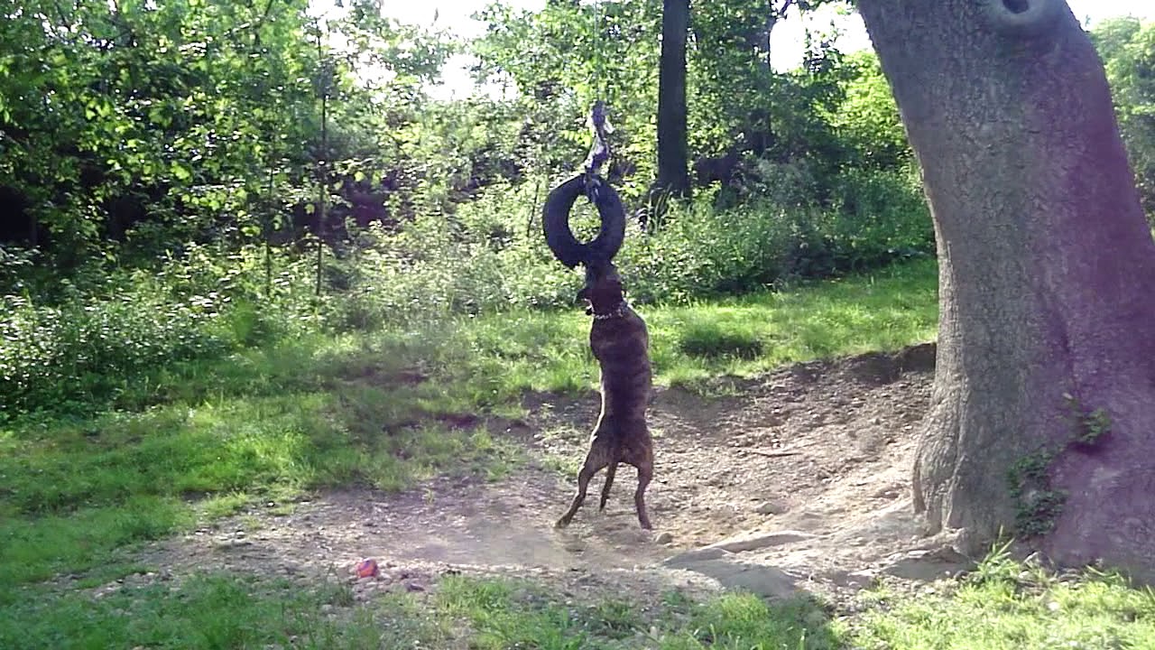 Copy of Dog playing with a suspended inner tube at Wyman Park Dell ...