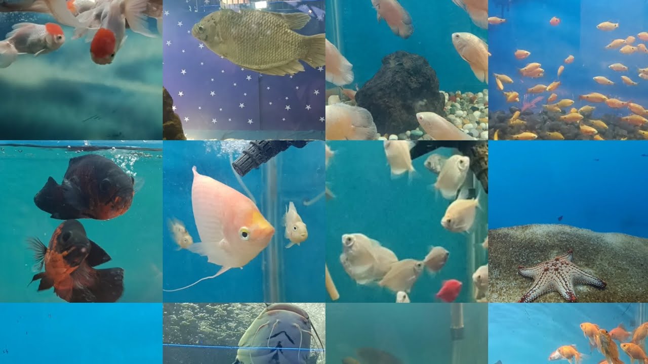 Aqua Life|Aquarium world|Fish tunnel|Variety of fishes - YouTube