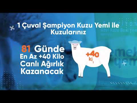 Sampiyon Kuzu Yemi
