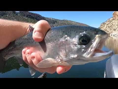Rainbow Trout Fishing with Kokanee Tackle - YouTube
