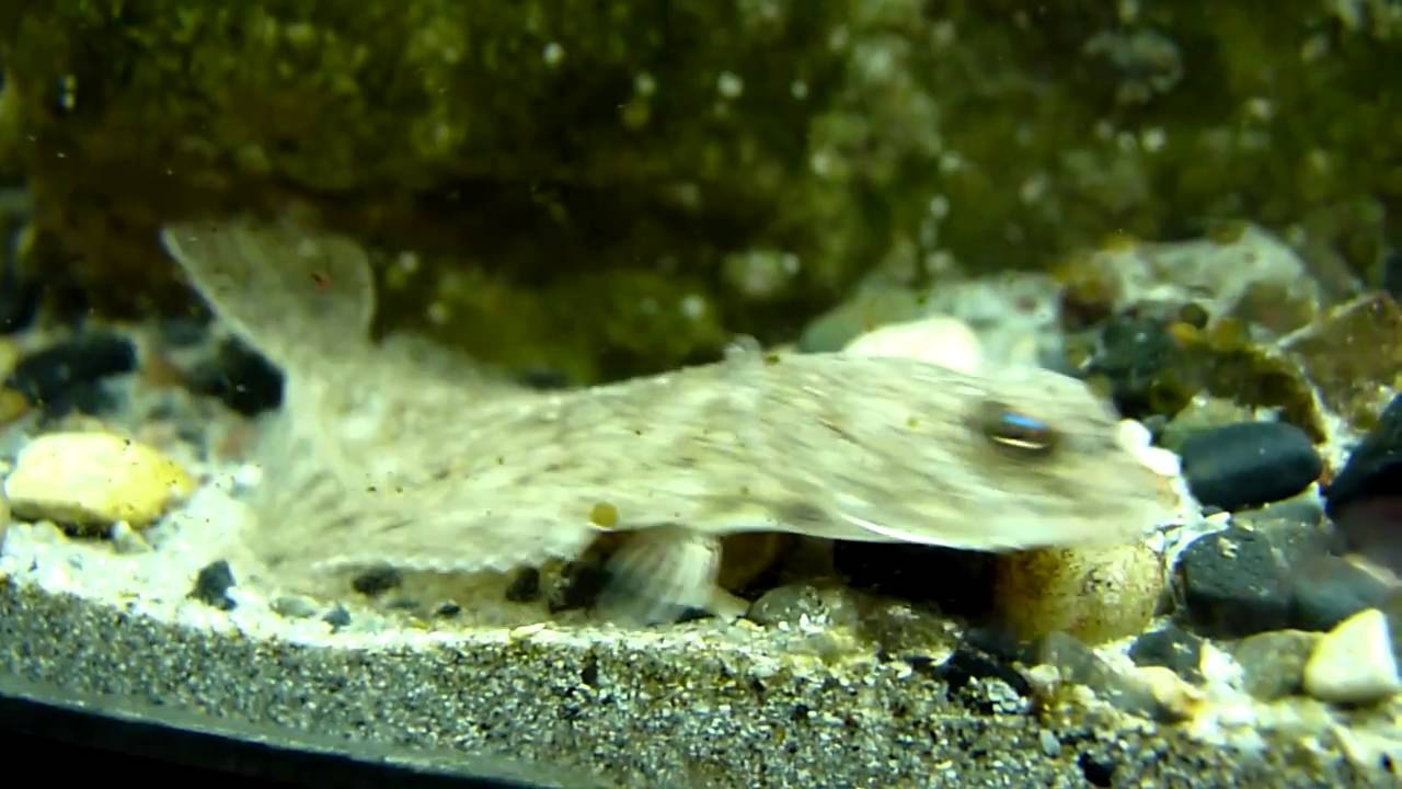 Flatfish in native tank in Ireland (HD) - YouTube