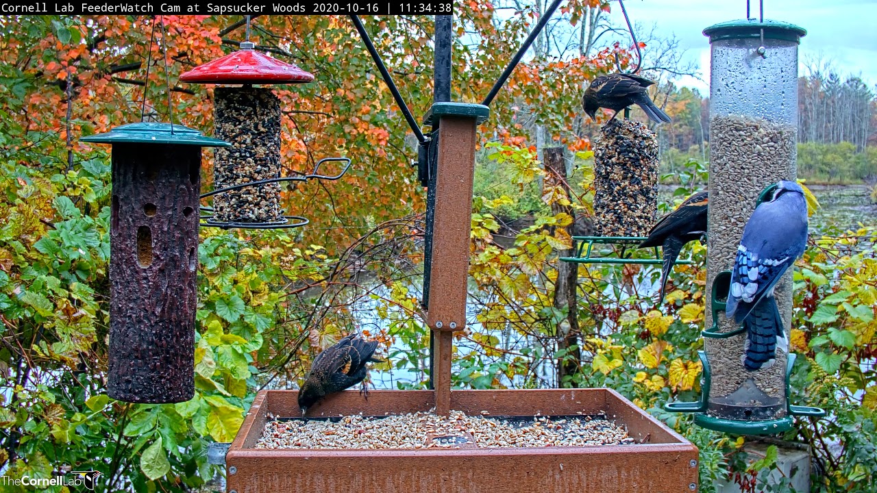 Busy Birds On Dreary Day At Cornell Feeders – October 16, 2020 - YouTube