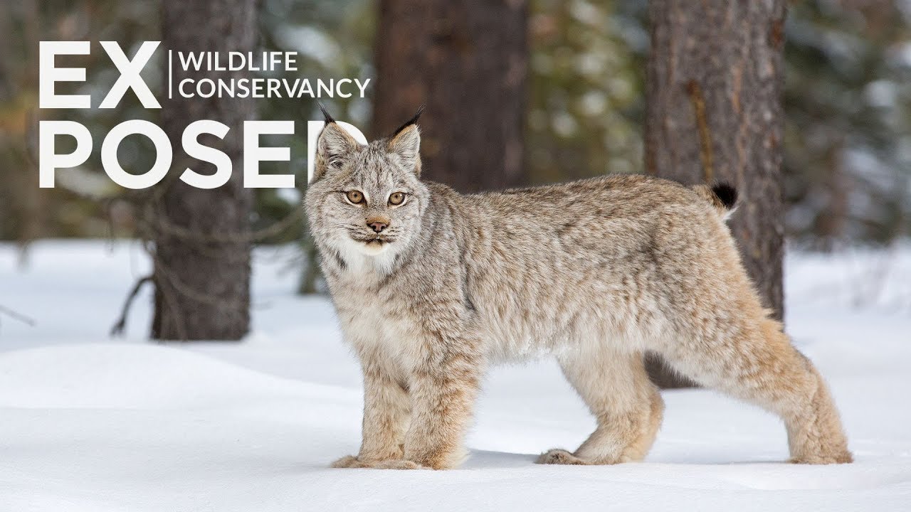 EXPOSED Wildlife Conservancy Announcing The Launch Of Our NEW exposed-wildlife-conservancy-announcing-the-launch-of-our-new