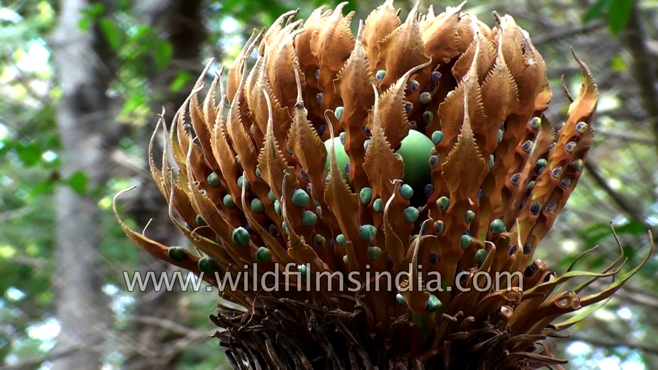 Cycad intricate seed pod structure: Cycas circinalis male and female ...