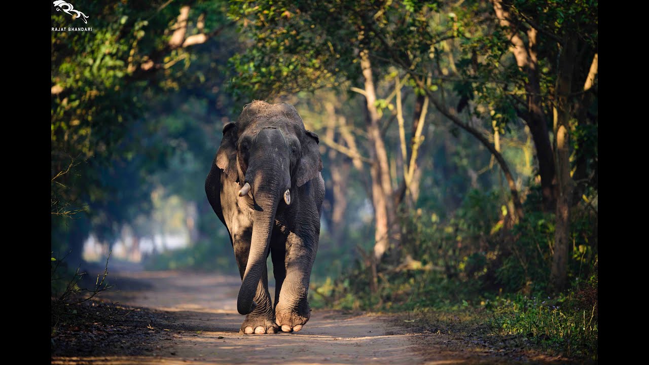 Lone Tusker Elephant of Dhikala, Jim Corbett - YouTube