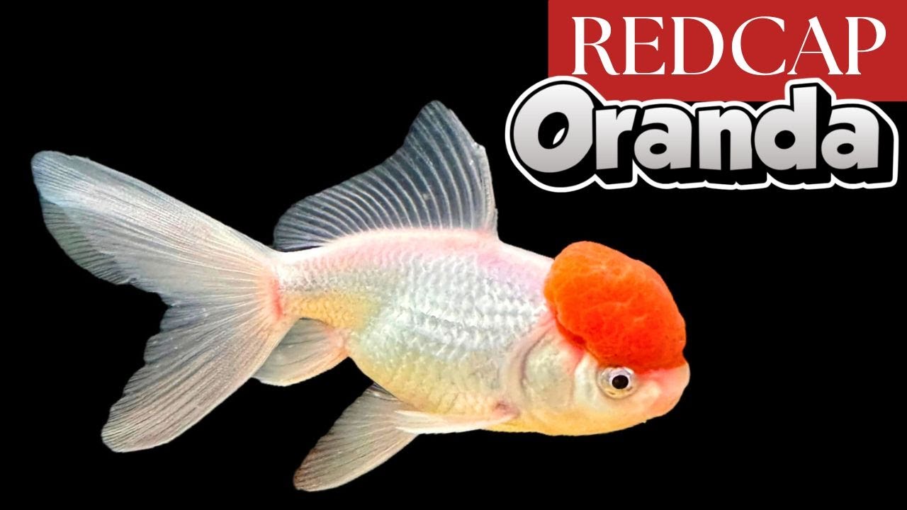 Redcap Oranda: The Best Fancy Goldfish for Beginners - YouTube