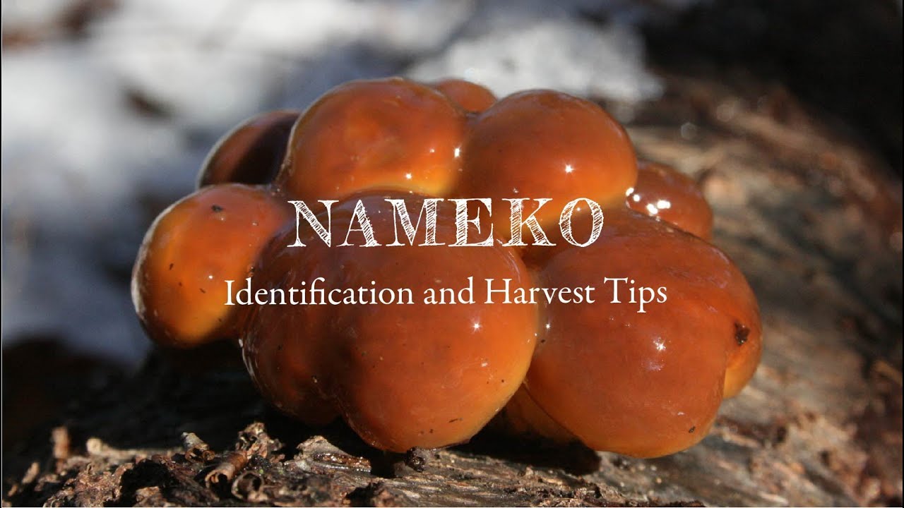 Nameko Quick Identification and Harvest Tips - YouTube