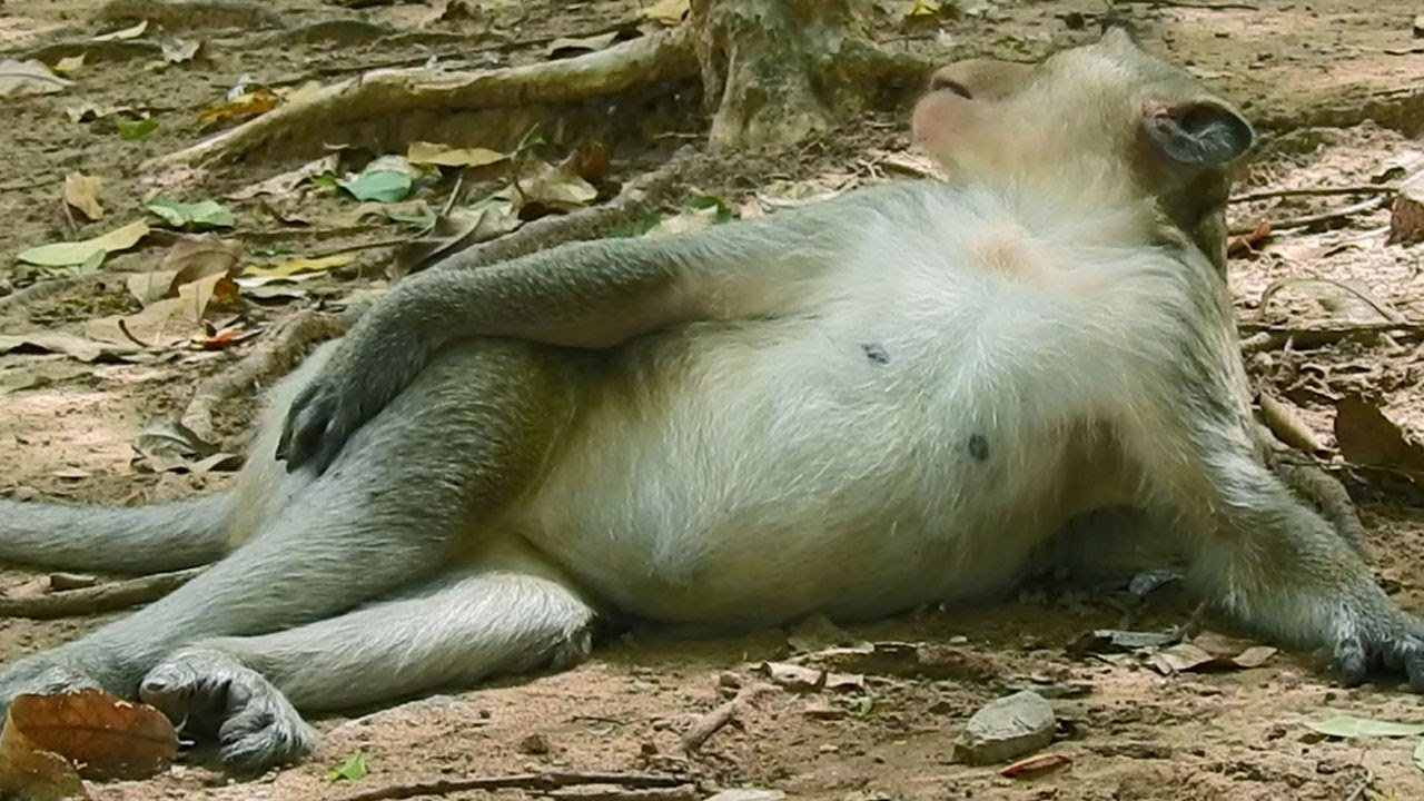 Monkey Daro Situation For Today, Can Walk & Much Better, But One Leg ...