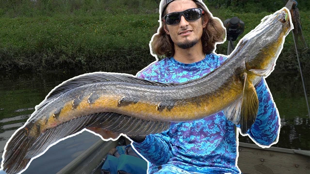 Giant SNAKE Fish JUMPS in the Boat! - YouTube