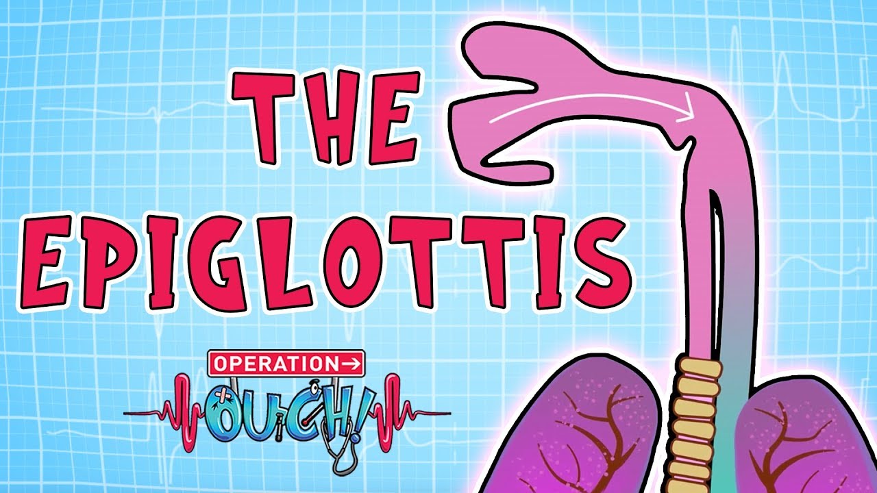 Operation Ouch - The Epiglottis | Science for Kids - YouTube