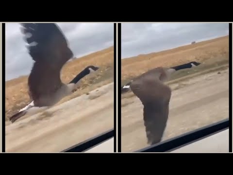 Goose Chasing Car on Highway - YouTube