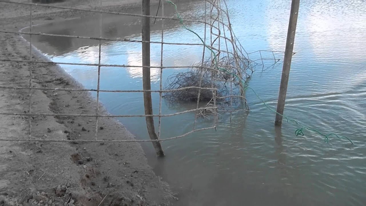 Yabbying in Outback Australia - YouTube