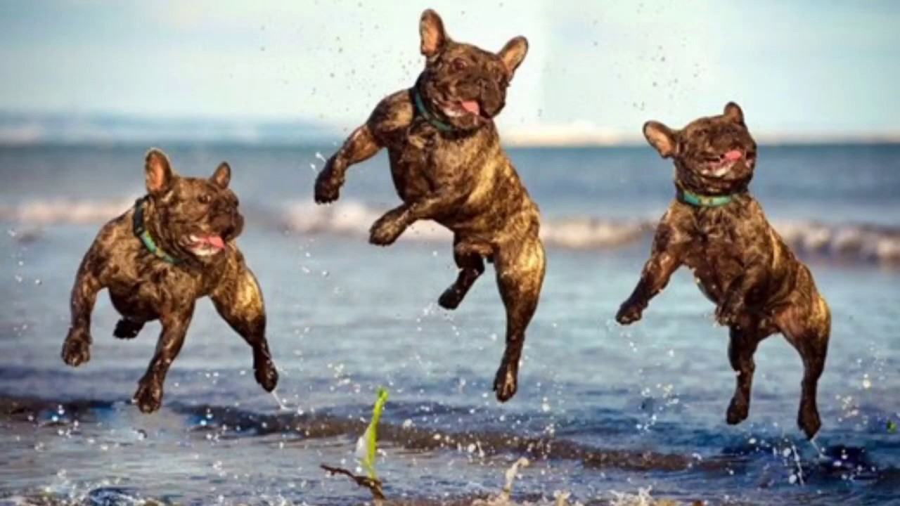 Top 5 Animales saltando - YouTube