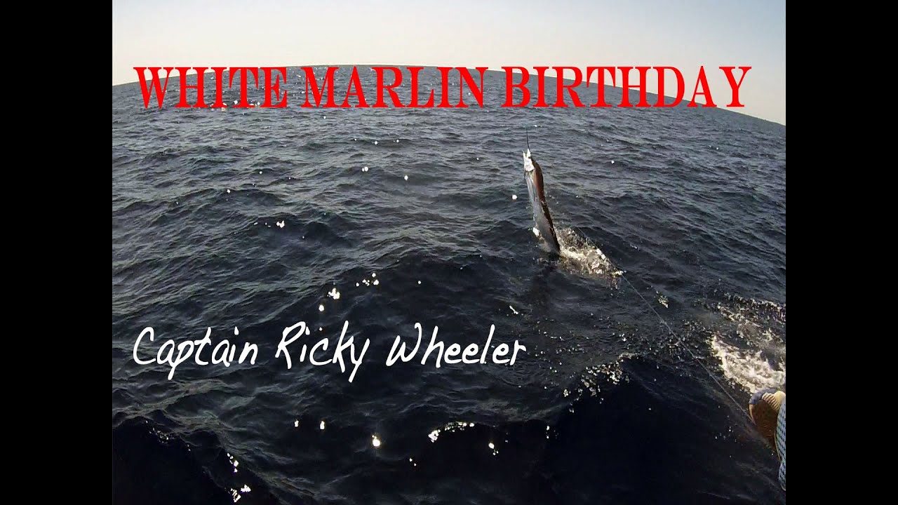 White Marlin Birthday / New Jersey White Marlin Fishing (Captain Ricky ...