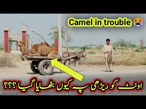 Injured Camel|| Camel 🐪 in trouble||camel 🐪 - YouTube