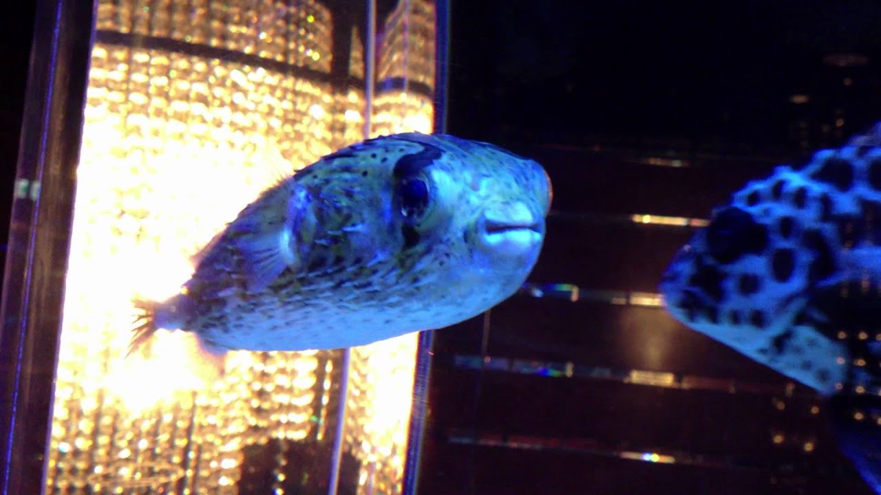 Harisenbon, 1000 needle fish @Tokyo Kawasaki Japan - YouTube