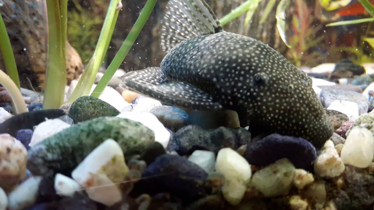 Glonojady......;-) - YouTube