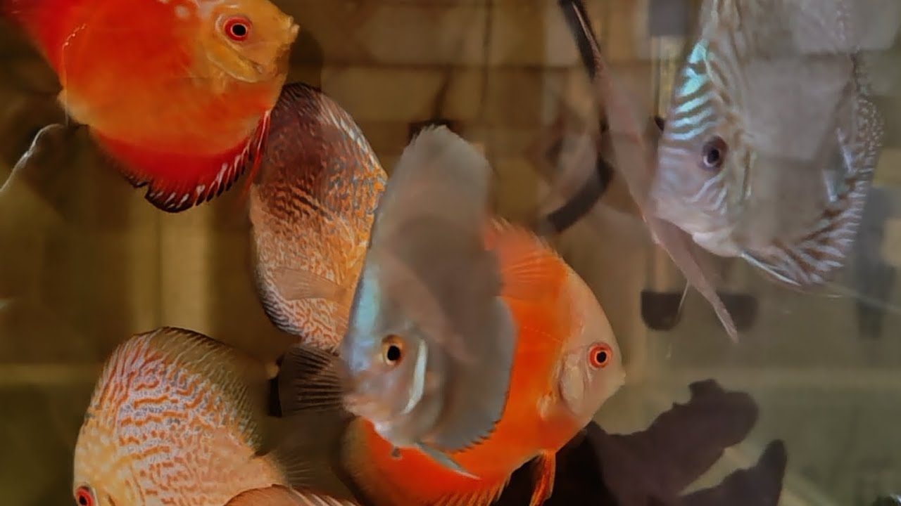 My Discus Fish Aquarium | Altum Angel | Discus - YouTube