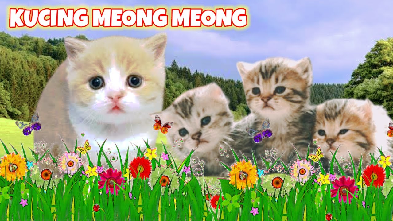 Kucing meong meong ‼️ kitten funny ‼️ kompilasi kucing lucu ‼️ kucing ...
