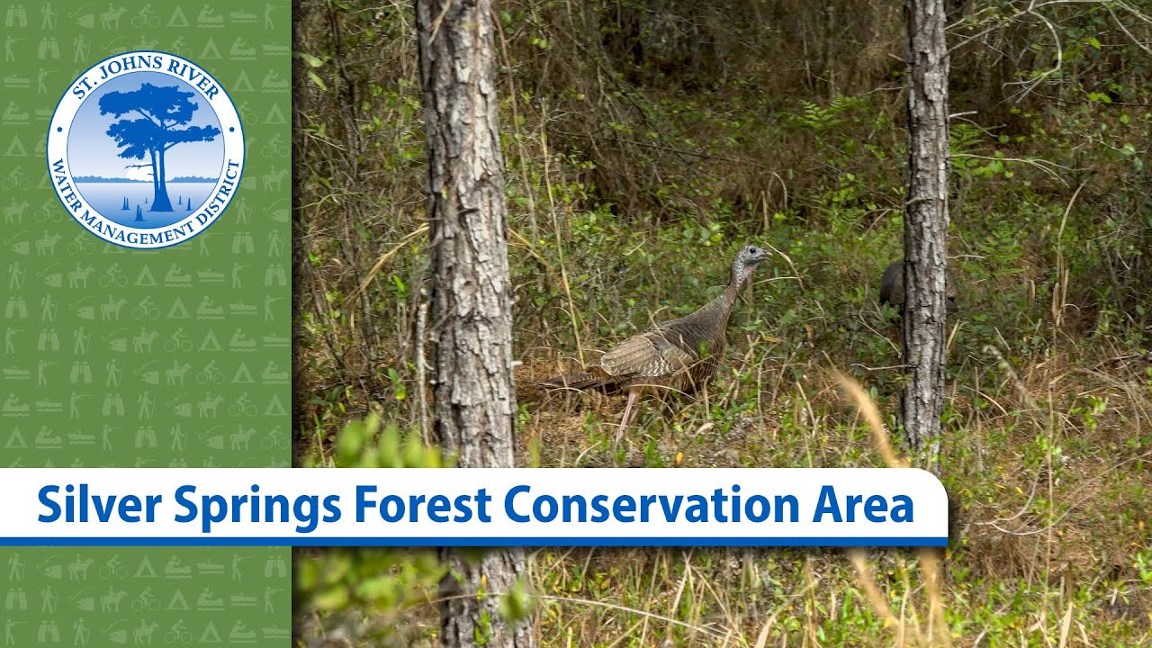 Silver Springs Forest Conservation Area - YouTube