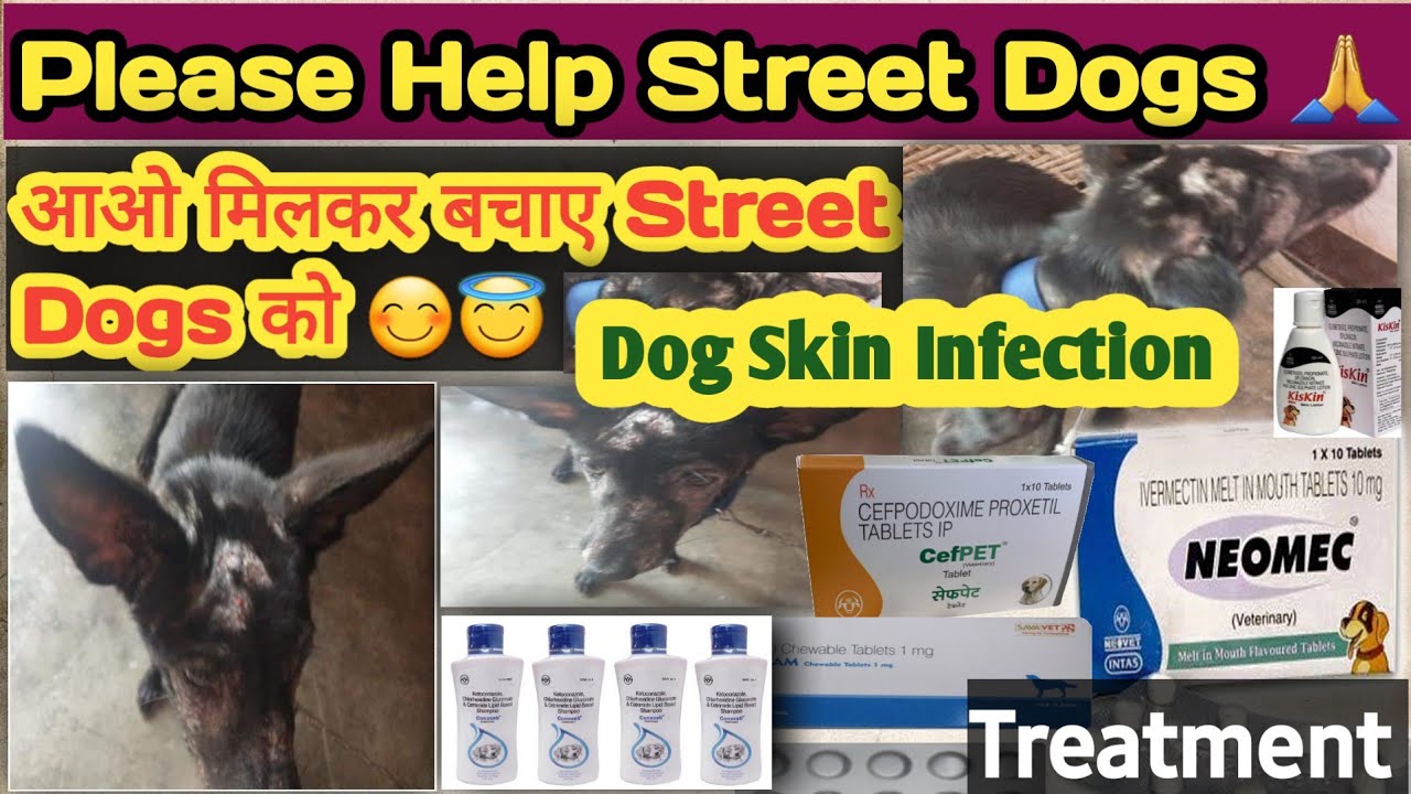 dog skin allergy treatment || mange in dogs || skin problems in dogs ...