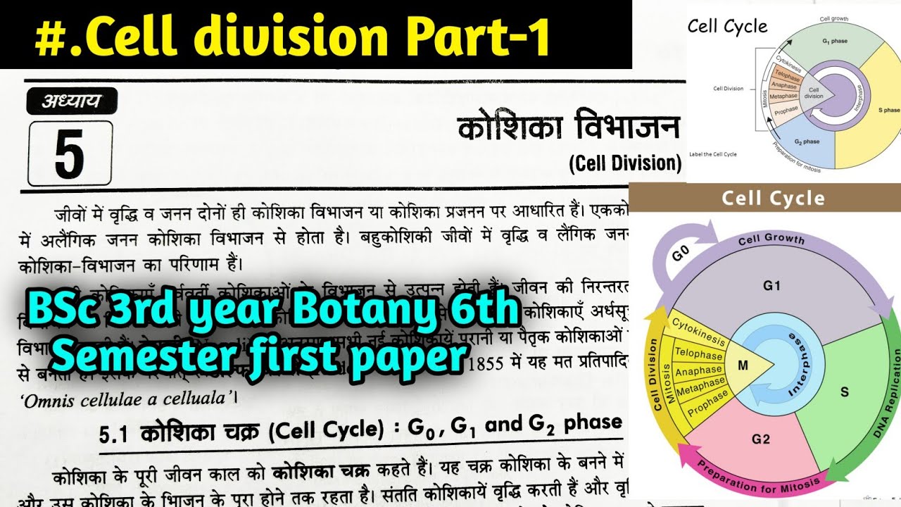 Cell division Part-1 || Cell cycle in hindi || BSc 3rd year Botany 6th ...
