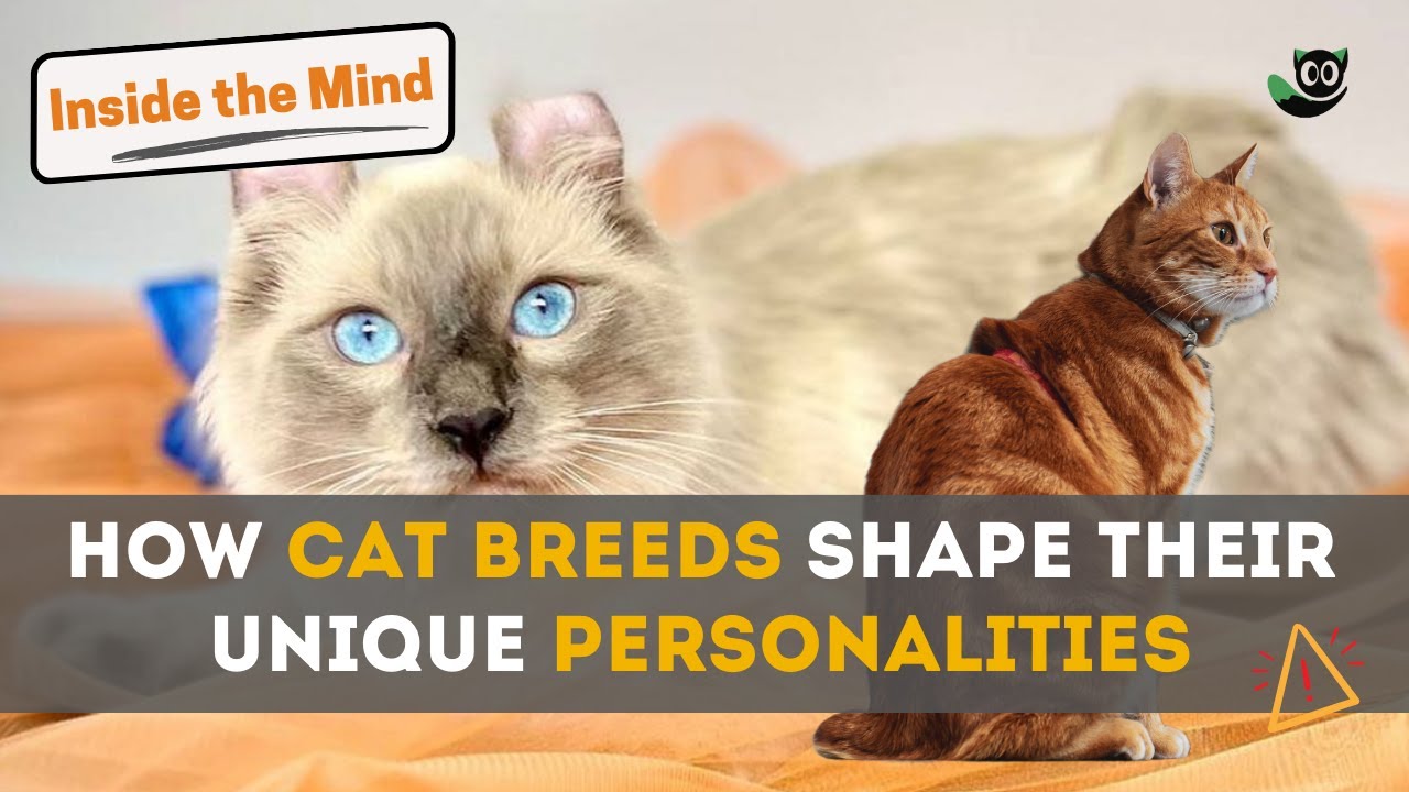 Inside the Mind: How Cat Breeds Shape Their Unique Personalities - YouTube