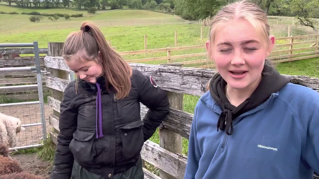Check out James Rebanks beautiful Herdwick sheep from the lake district ...