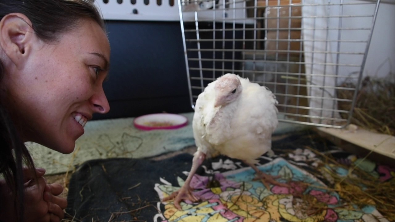 This Rescued Turkey's Amazing Recovery Is ALL You Need To See This ...